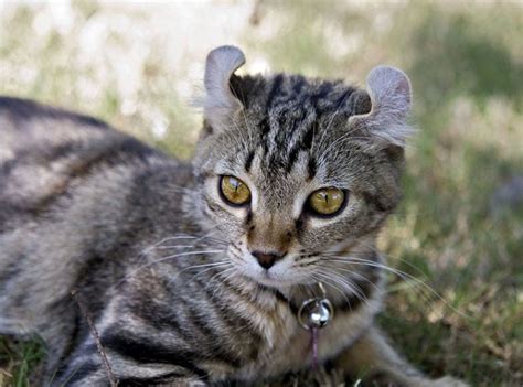10 Bobtail Cat Breeds Unique And Adorable With Info And Pictures