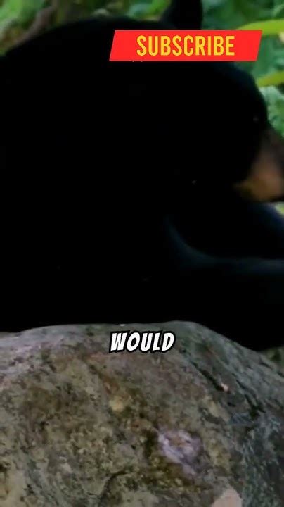 What If Humans Could Hibernate Shorts Short Ytshorts Reels Tiktok