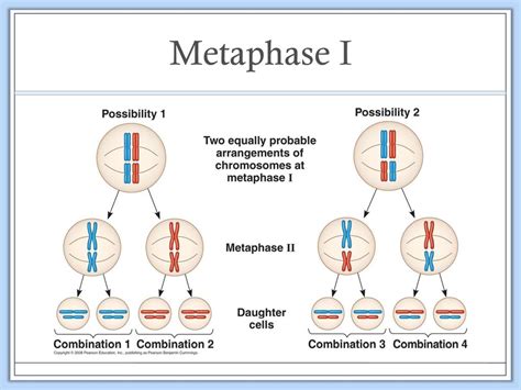 Sexual Reproduction And Meiosis Ppt Download