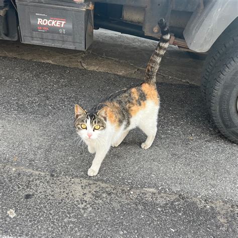 캐츠패치 고양이쉼터 [묘정] Catspatch • Instagram Photos And Videos