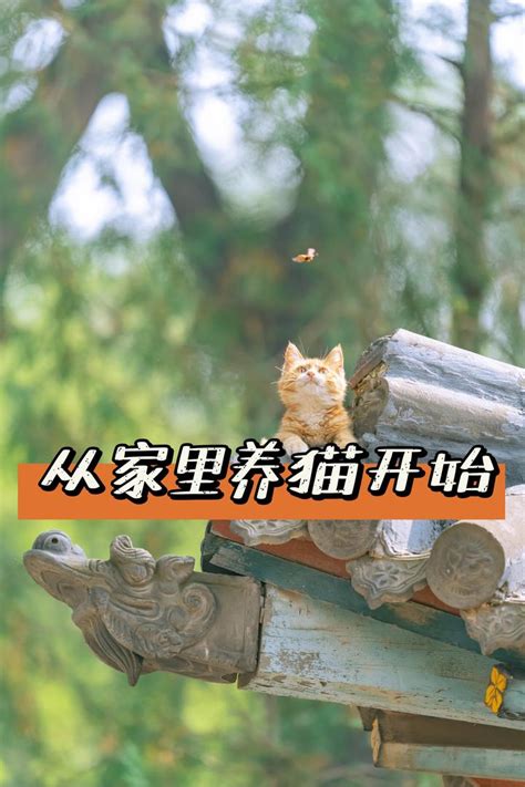 被猫挠了一下，理赔了2000块 知乎