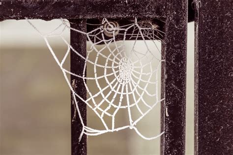How To Get Rid Of Cobwebs