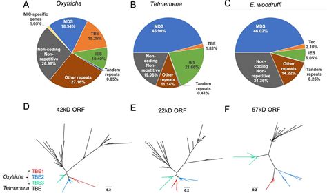 Comparative Genomics Reveals Insight Into The Evolutionary Origin Of Massively Scrambled Genomes