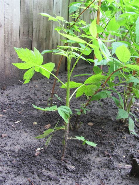 Sweet Domesticity Transplanting Raspberry Canes