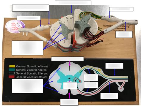 Lab Practical V Spinal Cord Model 1 Diagram Quizlet