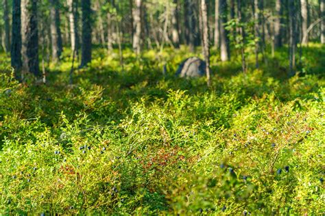Premium Photo Blue Wild Berry Grows In The Forest Green Natural