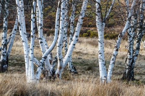 Native Tree Saplings Wide Range Of Bare Root Plants