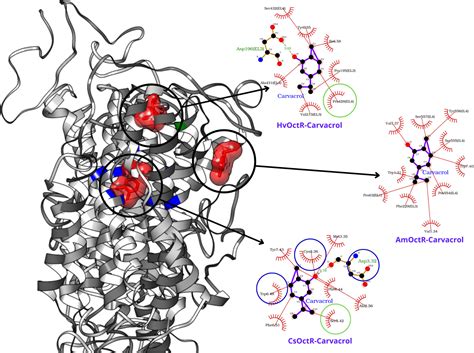 Specificity Of Monoterpene Interactions With Insect Octopamine And