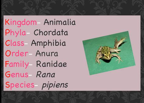 Evolution The Northern Leopard Frog Resource