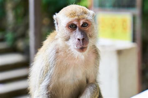 Monkey Cute Animals · Free Photo On Pixabay