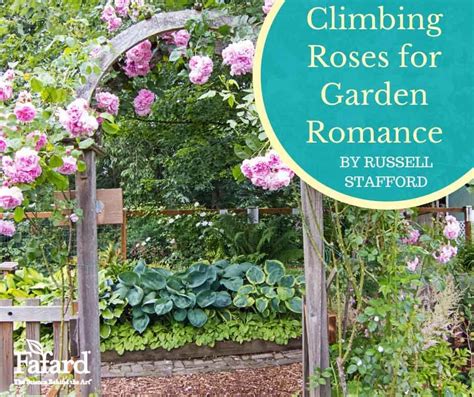 Climbing Roses For Garden Romance Fafard