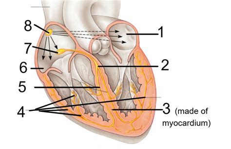 Nodal System Of The Heart Diagram Diagram Quizlet