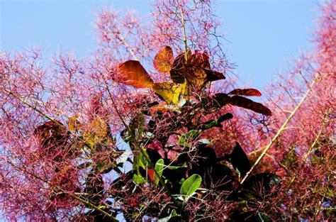 Смрадлика Хабитус ООД Медико техническа лаборатория за ортези и протези в гр Варна