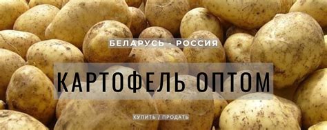 КАРТОФЕЛЬ ОПТОМ БЕЛАРУСЬ ГОМЕЛЬ Купить Продать Картофель оптом в Беларуси и России