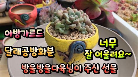 방울방울다육님이 주신 선물에 아방가르드 넘 잘어울려요~ 뽄쟁이다육 다육식물 다육이 다육이키우기 다육하우스 Youtube