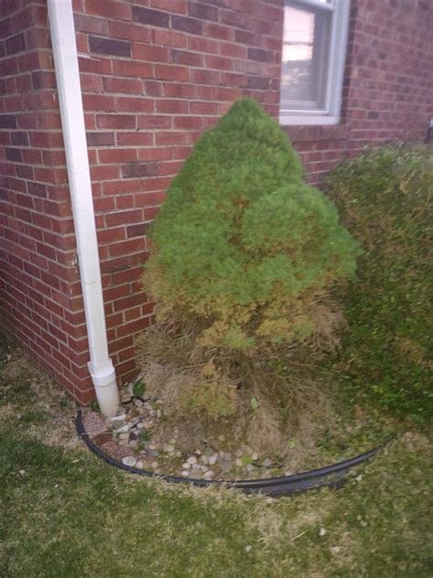 What Happened To My Dwarf Alberta Spruces Rlandscaping