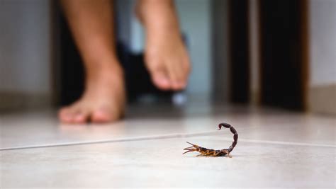 Scorpion Sting Identification Symptoms Causes And Treatment The