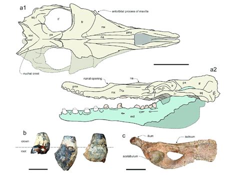 Mystacodon Selenensis Musm 1917 Holotype From The Yumaque Beds Of Download Scientific