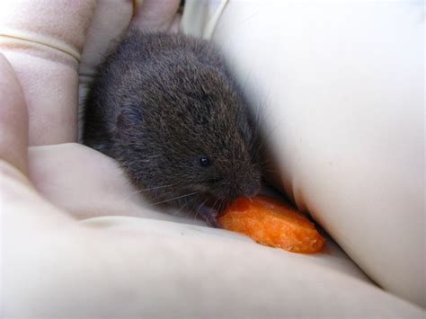 Bavarian Pine Vole Microtus Bavaricus · Inaturalist