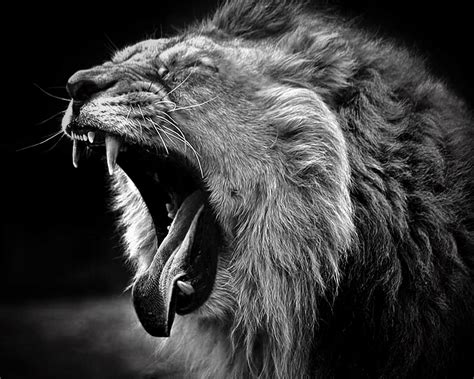 Lion Roar Black And White Wallpaper