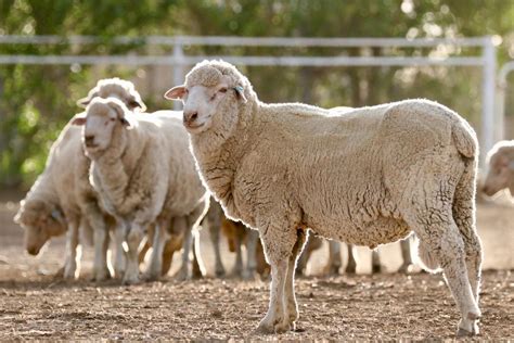 15 Different Kinds Of Sheep Breeds Domestic Sheep Types