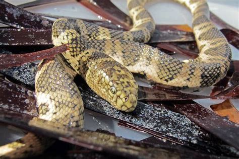 Turtle Headed Sea Snake