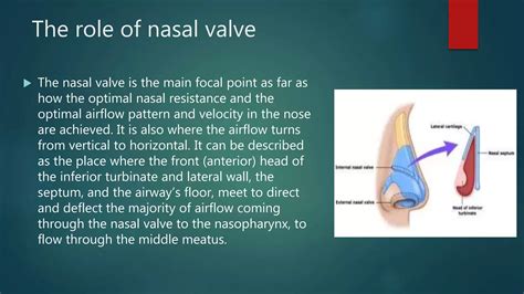 Physiology Of Nose Pptx