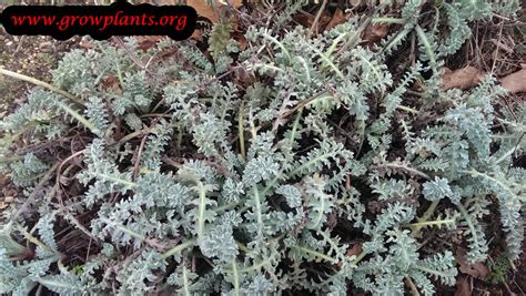 Glaucium flavum - How to grow & care