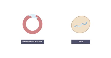 Igcse Biology 2017 513 Understand How Plasmids And Viruses Can Act