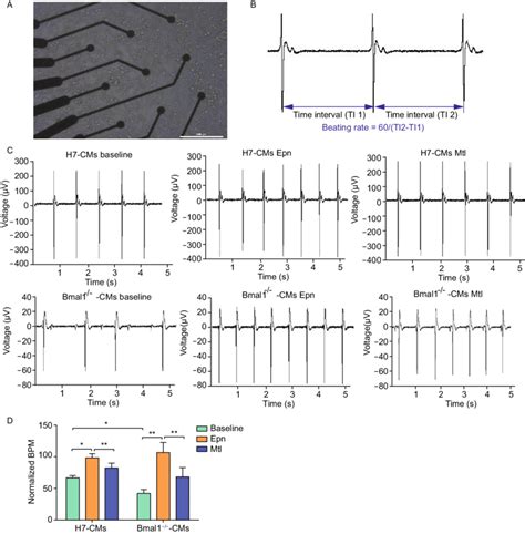 Multi Electrode Array Analyses Of Electrophysiology Of Bmal1 Ko