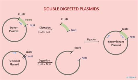 What Is The Difference Between Single Digested Plasmid And Double Digested Plasmid Pediaa Com