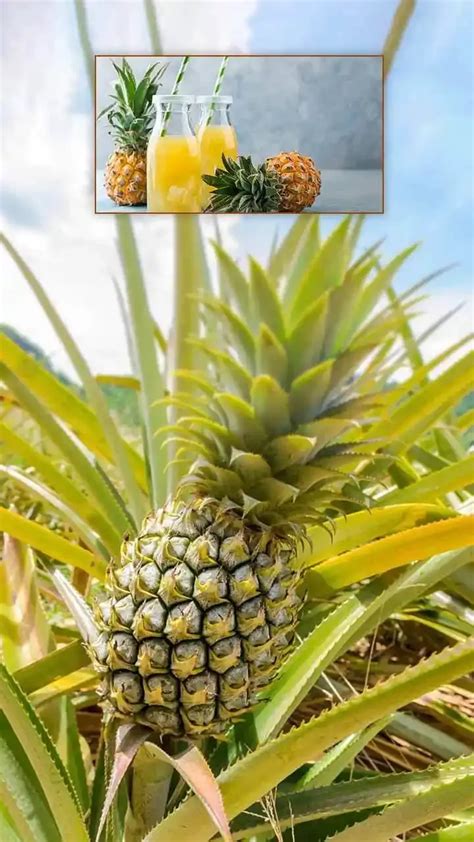 Benefits Of Pineapple