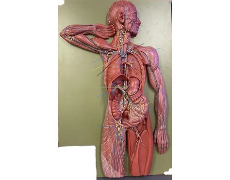 Lymphatic Ducts And Nodes Model Quiz