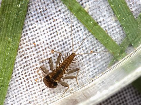 Aquatic Insects Of Central Virginia Leucrocuta Flatheaded Mayflies Can We Id Them To The Level