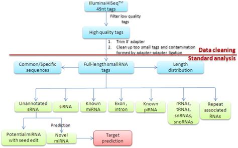 Workflow For RNA Seq Experiments Conducted In The Study Download Scientific Diagram