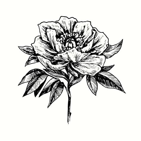 Hand Drawn Peony Flower Ink Black And White Drawing Stock Vector