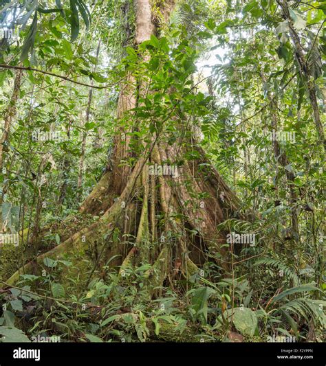 Tropical Rainforest Kapok Tree Mttvu