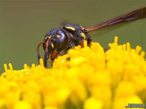 Nectar Eater Range Tracking