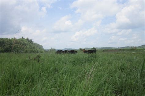 Benefits Of The Grassland Management Practices Grasslands Partnership
