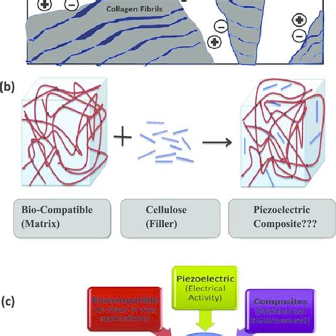 A Schematic Showing The Microstructure Of Bone With Solid Domains