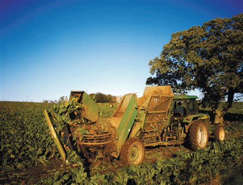 Оптимальні строки збирання цукрового буряка