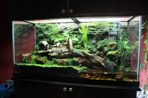 Paludarium For Poison Dart Frogs Frog Terrarium Vivarium Aquarium