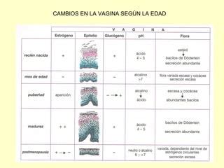 Vulvovaginitis Mas Frecuentes Ppt