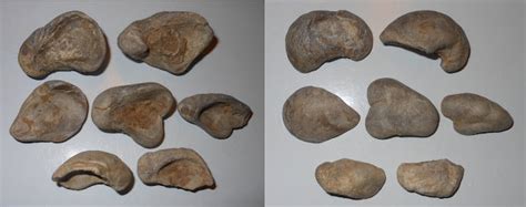 Texas Fossils Gryphaea Arcuata Devils Toenails