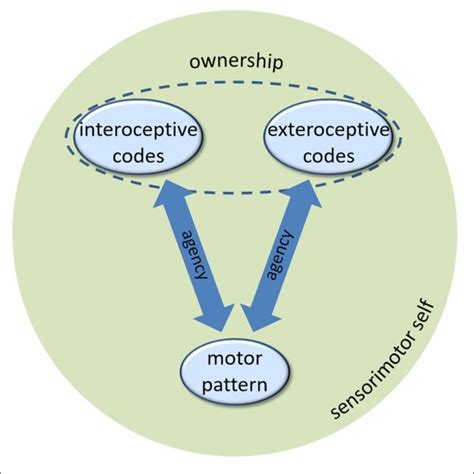 The Role Of Interoceptive And Exteroceptive Codes In Generating The