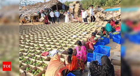 Bihar Farmers Earn Lakhs Through Cluster Farming Rural Agricultural