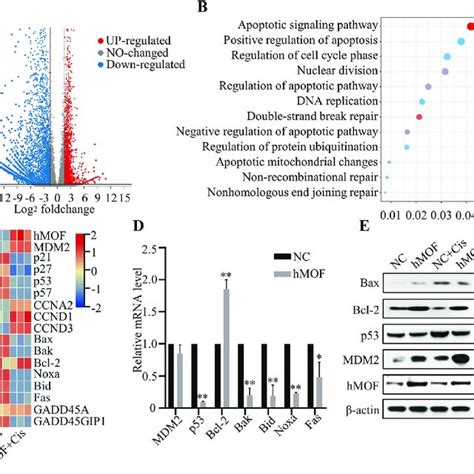 Transcriptome Sequencing Results And Validation A The Volcano Plot Of