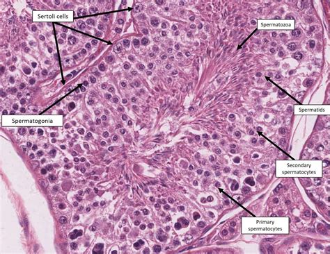 Histology Of Testis And Seminiferous Tubules