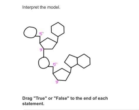 Solved Interpret The Model ず Drag True Or False To The