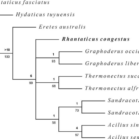 Strict Consensus Cladogram Obtained From The Cladistic Analysis Of 94